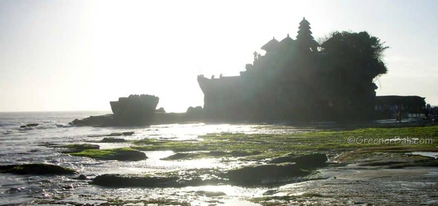 Sacred sea snakes at Tanah Lot… – GreenerBali