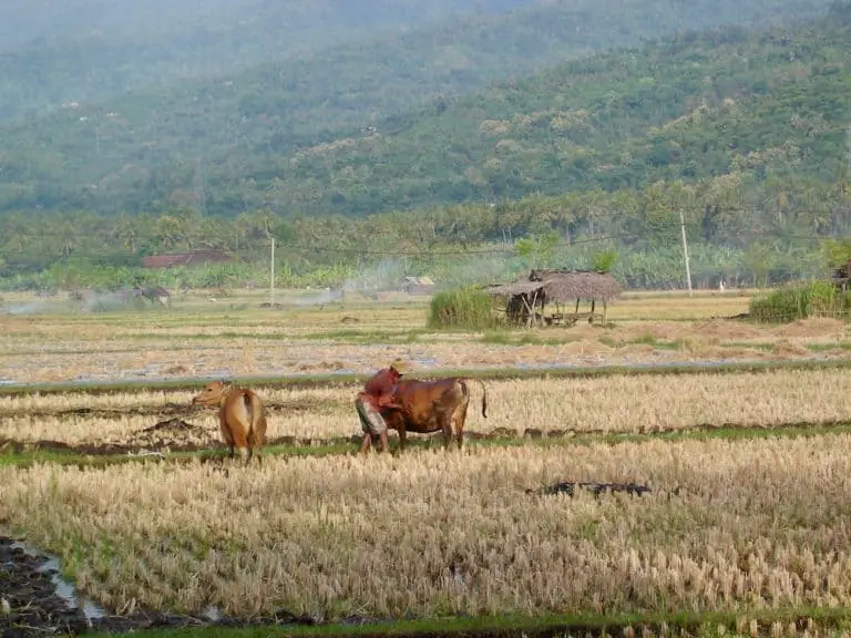 Guide To The Best Travel Routes Around Bali - GreenerBali